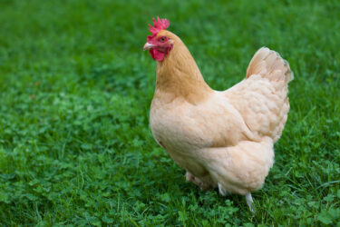 Heat Tolerant Chickens: 8 Breeds for a Backyard Flock - Hobby Farms