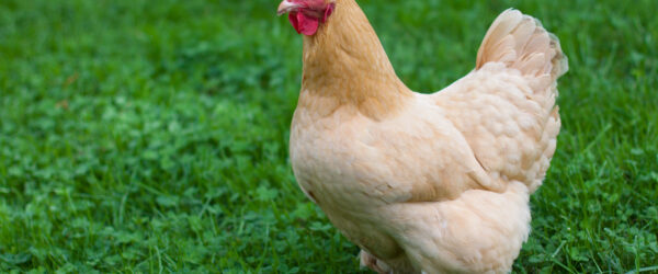 Heat Tolerant Chickens: 8 Breeds for a Backyard Flock - Hobby Farms