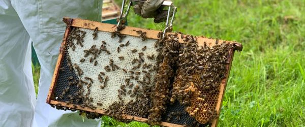 Bee Smarter About Beekeeping With Smart Devices - Hobby Farms