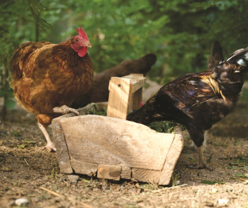 How Healthy Chickens Equal Good Egg Production - Hobby Farms