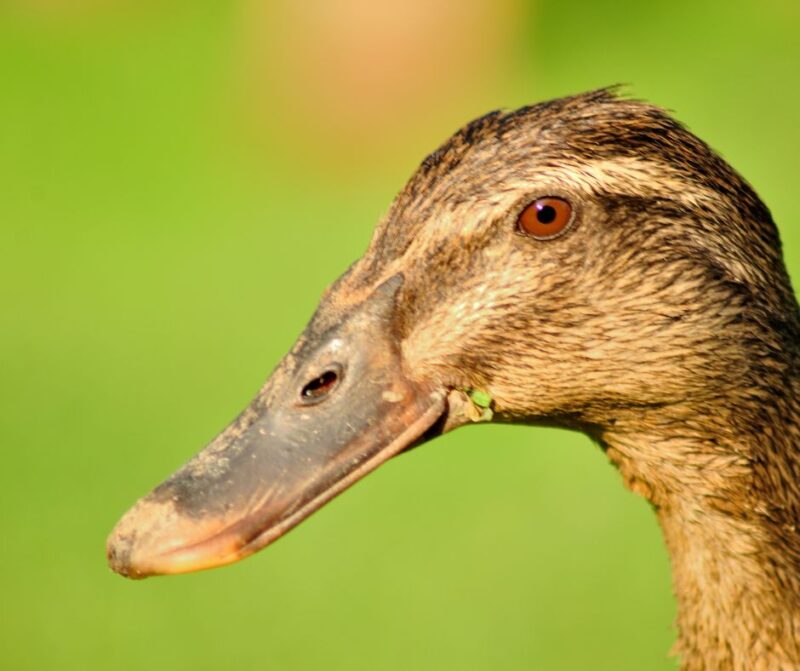 Khaki Campbell: Duck Breed Profile - Hobby Farms