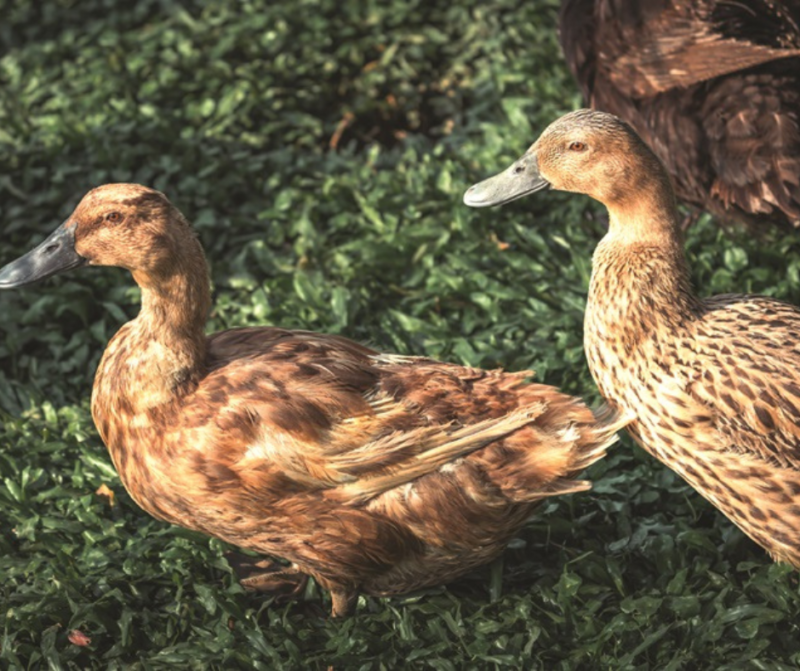 Duck Breeds: 17 Domestic Varieties Recognized by the APA - Hobby Farms