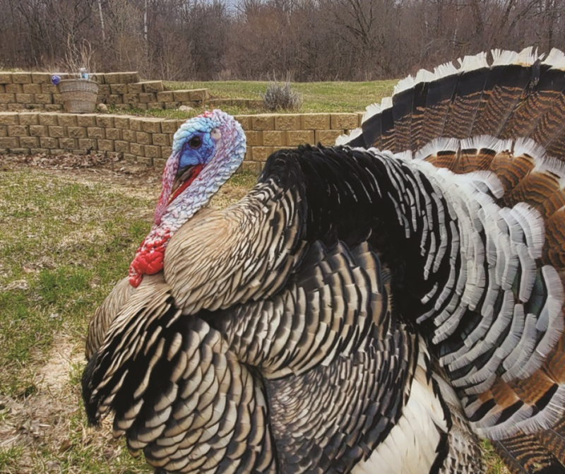 Raising Turkeys: What You Need to Know - Hobby Farms
