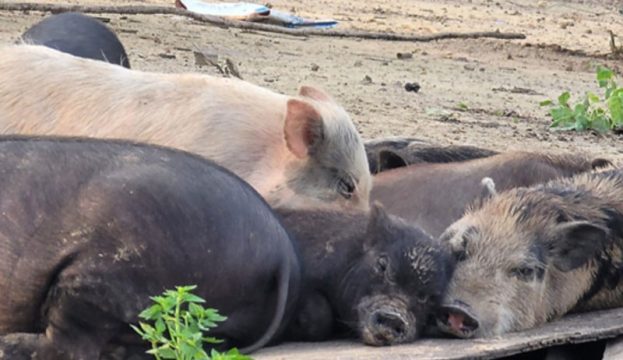 feral hogs - Hobby Farms
