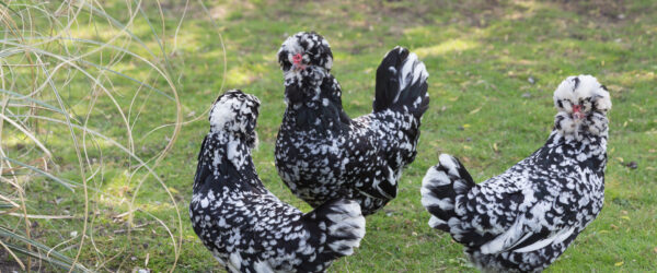 What Chickens Lay White Eggs: 8 Breeds to Know - Hobby Farms