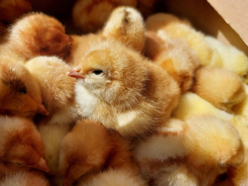 How to Order Baby Chicks: From Hatchery to Home - Hobby Farms
