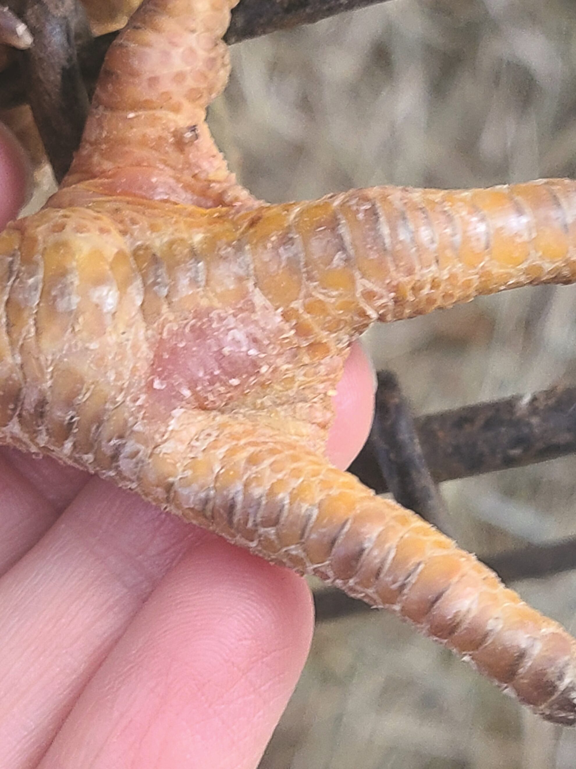 How to Prevent Frostbite in Chickens: Signs & Treatment - Hobby Farms