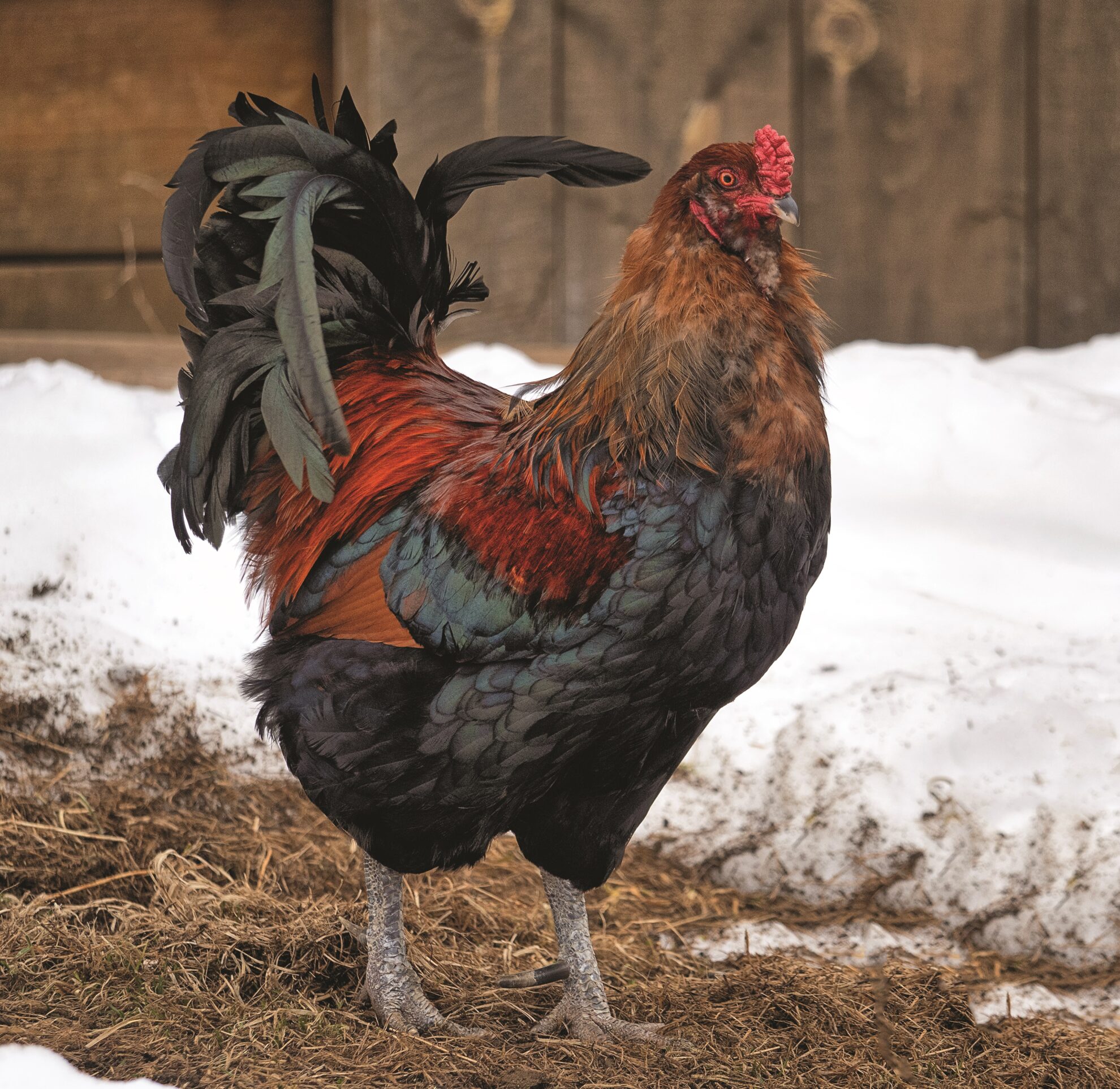 chicken frostbite - Hobby Farms