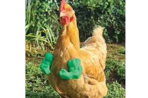 Chicken General Store: Chic(k) Poultry Products - Hobby Farms