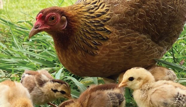 feral chickens - Hobby Farms