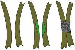 Grafting Diagrams - Hobby Farms