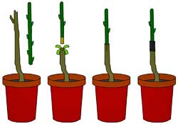 Grafting Diagrams - Hobby Farms