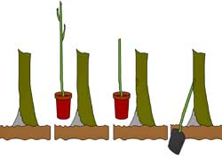 Grafting Diagrams - Hobby Farms