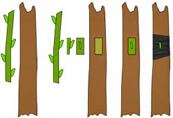 Grafting Diagrams - Hobby Farms