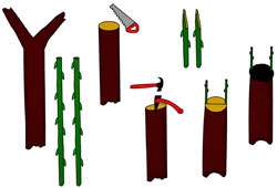 Grafting Diagrams - Hobby Farms
