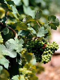 Growing Edible Vines - Hobby Farms