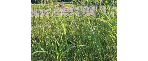 Identifying & Avoiding Toxic Plants for Sheep - Hobby Farms