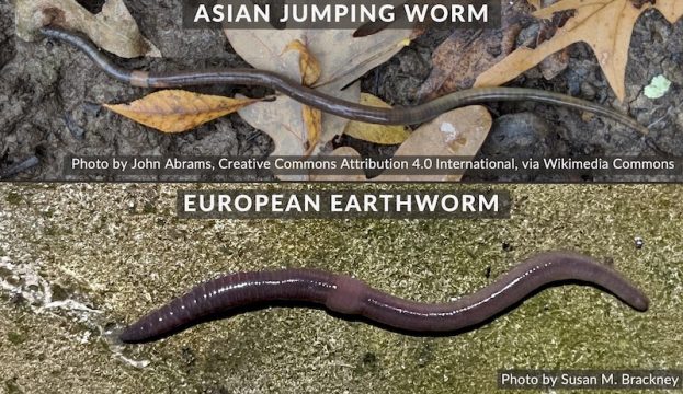 Asian jumping worms - Hobby Farms