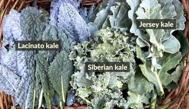 5 Easy Ways To Preserve Kale For Long-Term Storage - Hobby Farms