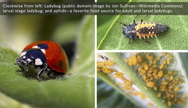 Lost Ladybug Project - Hobby Farms