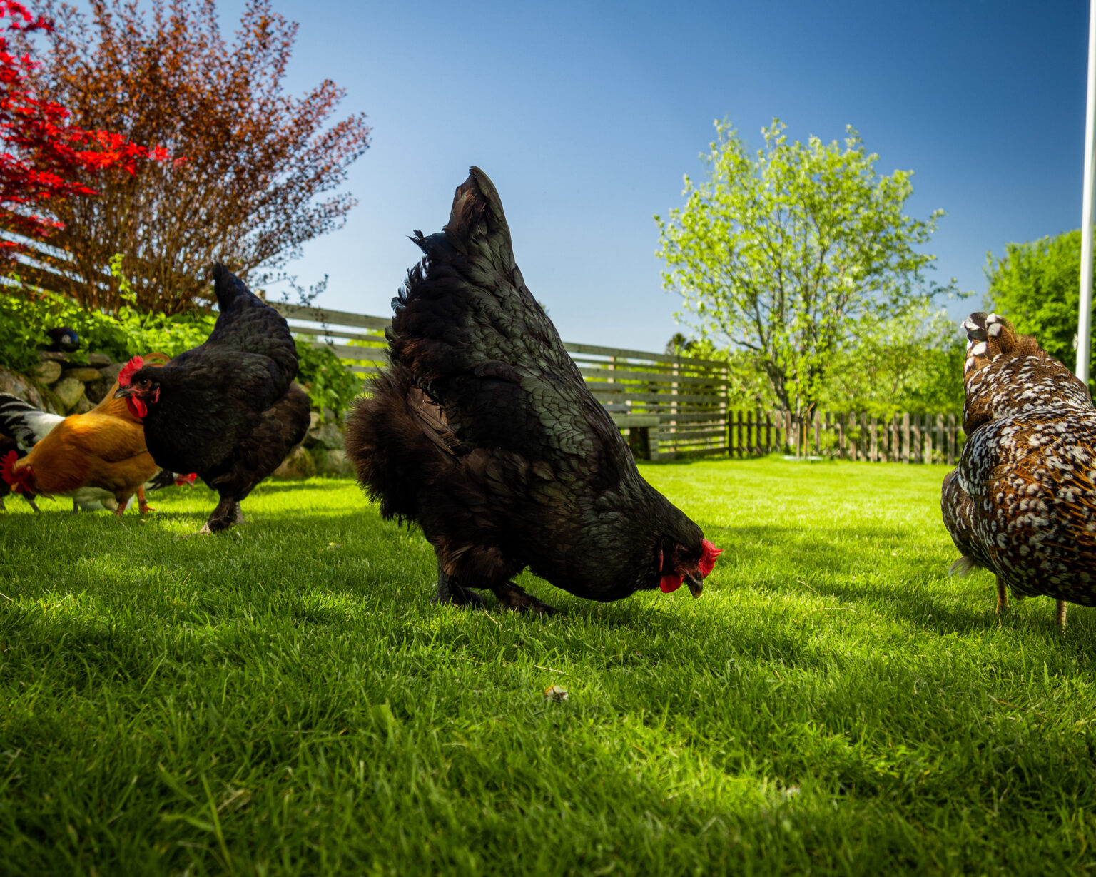 Langshan Chicken: Get to Know This Rare Breed - Hobby Farms