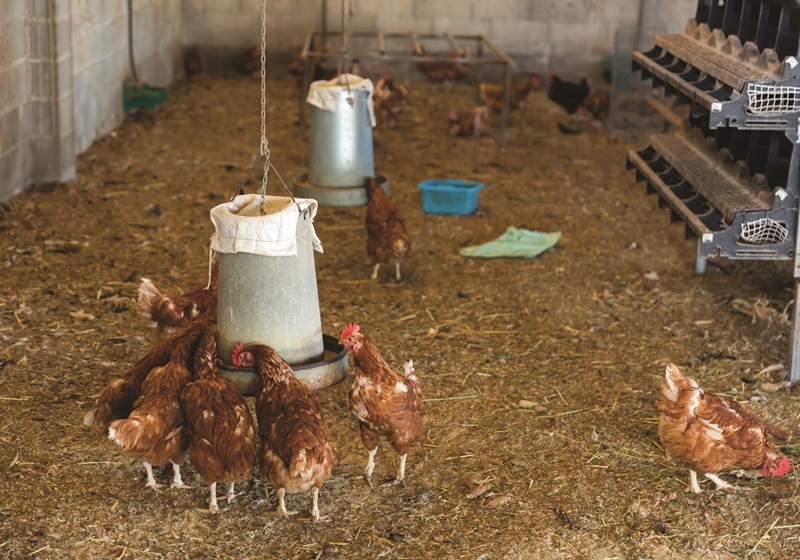 Raising Chickens for Eggs: 15 Best Practices - Hobby Farms