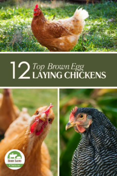 Top 12 Brown Egg Laying Chickens - Hobby Farms