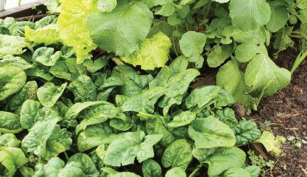 Keep The Garden Growing This Winter With A Cold Frame - Hobby Farms