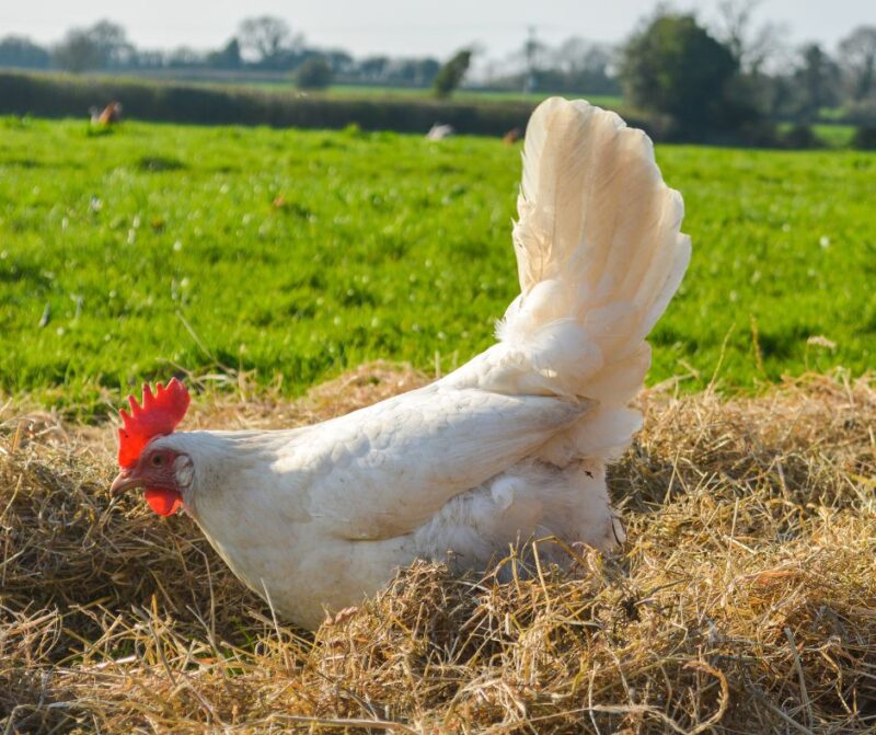 What Chickens Lay White Eggs: 8 Breeds to Know - Hobby Farms