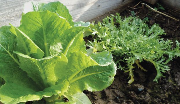 Grow An Overwintered Garden With These Crops - Hobby Farms