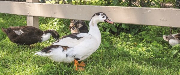 Domestic Duck Breeds: 17 APA Recognized Breeds - Hobby Farms
