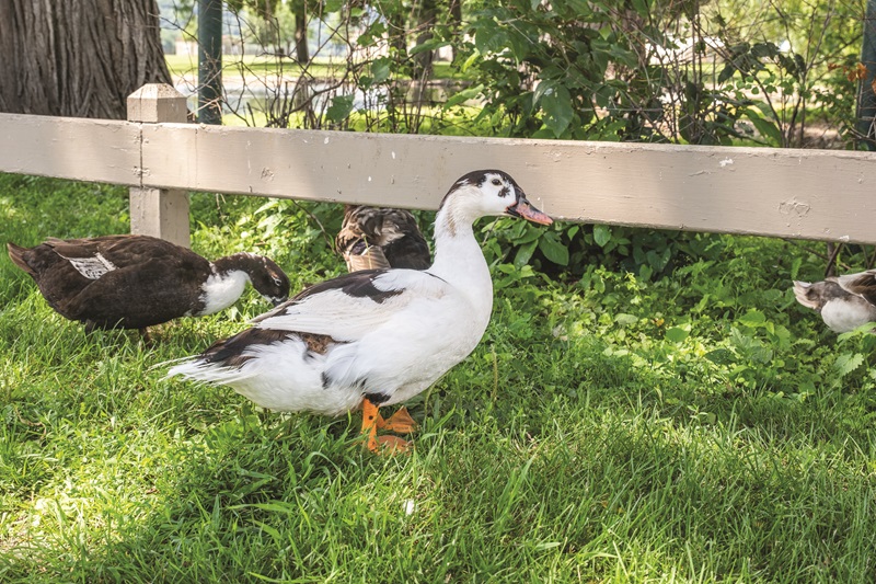 Domestic Duck Breeds: 17 APA Recognized Breeds - Hobby Farms