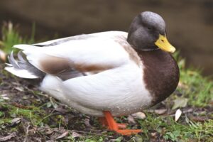 Duck Breeds: 17 Domestic Varieties Recognized by the APA - Hobby Farms
