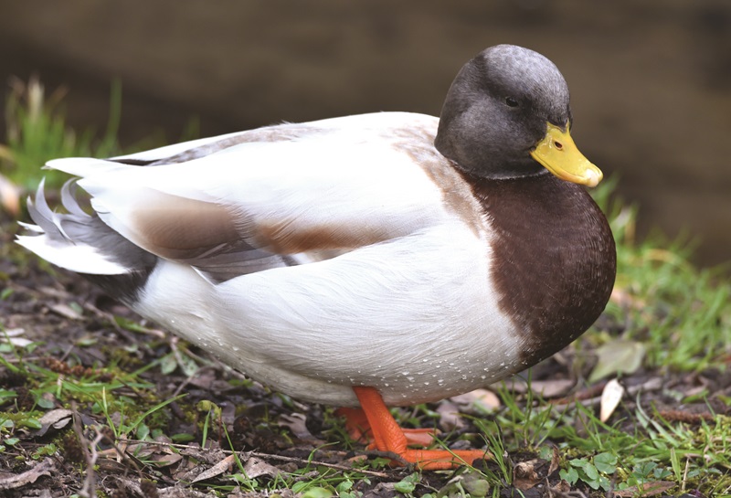 Duck Breeds: 17 Domestic Varieties Recognized by the APA - Hobby Farms