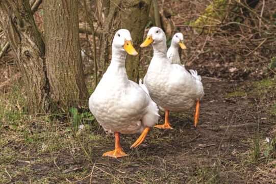 Duck Breeds: 17 Domestic Varieties Recognized by the APA - Hobby Farms