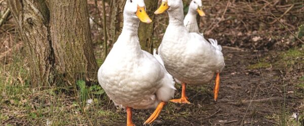Duck Breeds: 17 Domestic Varieties Recognized by the APA - Hobby Farms