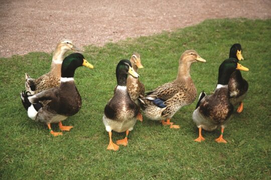 Duck Breeds: 17 Domestic Varieties Recognized by the APA - Hobby Farms