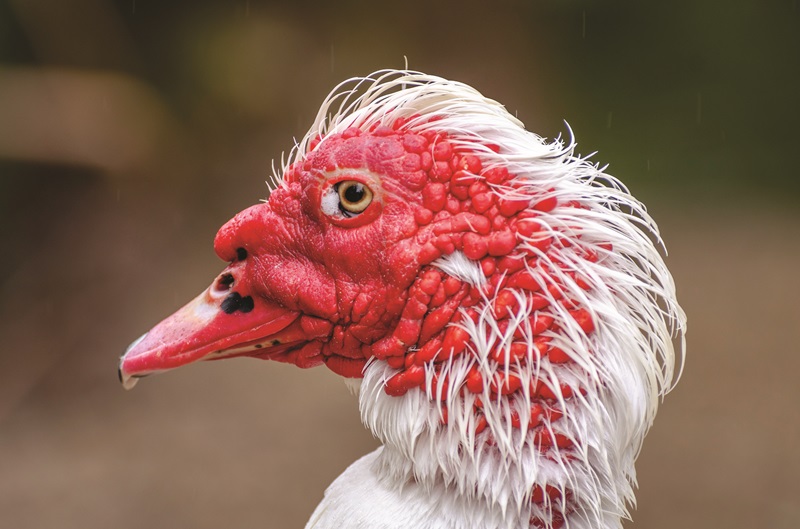 Duck Breeds: 17 Domestic Varieties Recognized by the APA - Hobby Farms