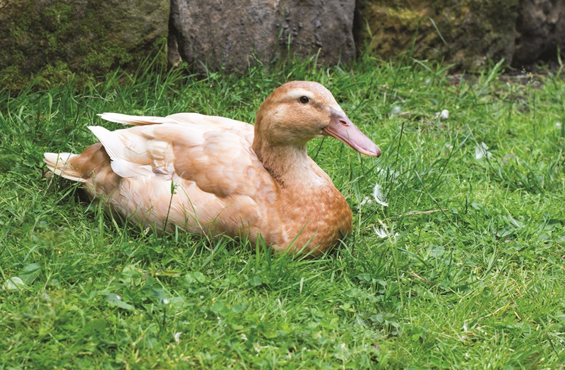 Duck Breeds: 17 Domestic Varieties Recognized by the APA - Hobby Farms