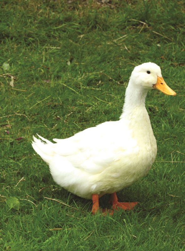 Duck Breeds: 17 Domestic Varieties Recognized by the APA - Hobby Farms