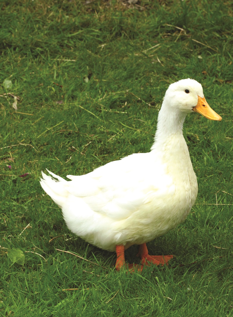 Duck Breeds: 17 Domestic Varieties Recognized by the APA - Hobby Farms