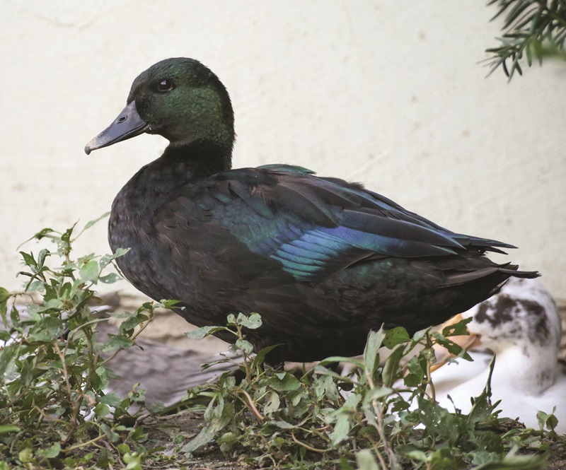 Duck Breeds: 17 Domestic Varieties Recognized by the APA - Hobby Farms