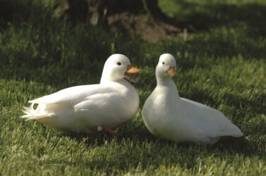 Duck Breeds: 17 Domestic Varieties Recognized by the APA - Hobby Farms