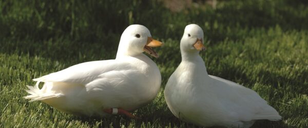 Duck Breeds: 17 Domestic Varieties Recognized by the APA - Hobby Farms