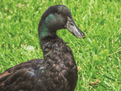 Duck Breeds: 17 Domestic Varieties Recognized by the APA - Hobby Farms