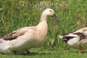 Duck Breeds: 17 Domestic Varieties Recognized by the APA - Hobby Farms