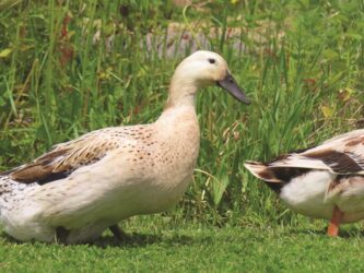 Duck Breeds: 17 Domestic Varieties Recognized by the APA - Hobby Farms