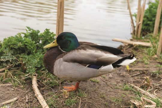 Duck Breeds: 17 Domestic Varieties Recognized by the APA - Hobby Farms