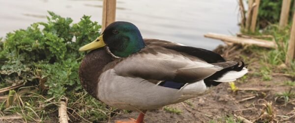 Duck Breeds: 17 Domestic Varieties Recognized by the APA - Hobby Farms
