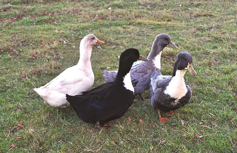 Duck Breeds: 17 Domestic Varieties Recognized by the APA - Hobby Farms